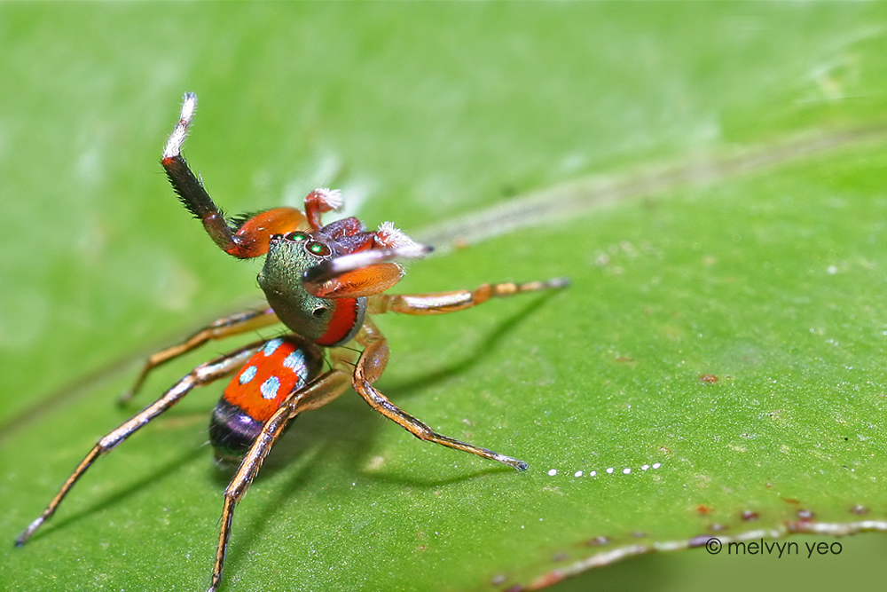 Melvyn's Photography: Jumping Spiders