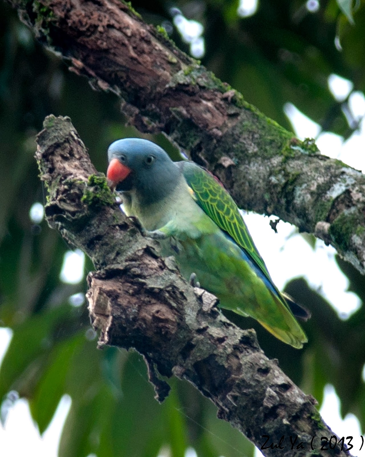 Zul Ya - Birds of Peninsular Malaysia: Kampung Mari 2 - Blue Rumped ...