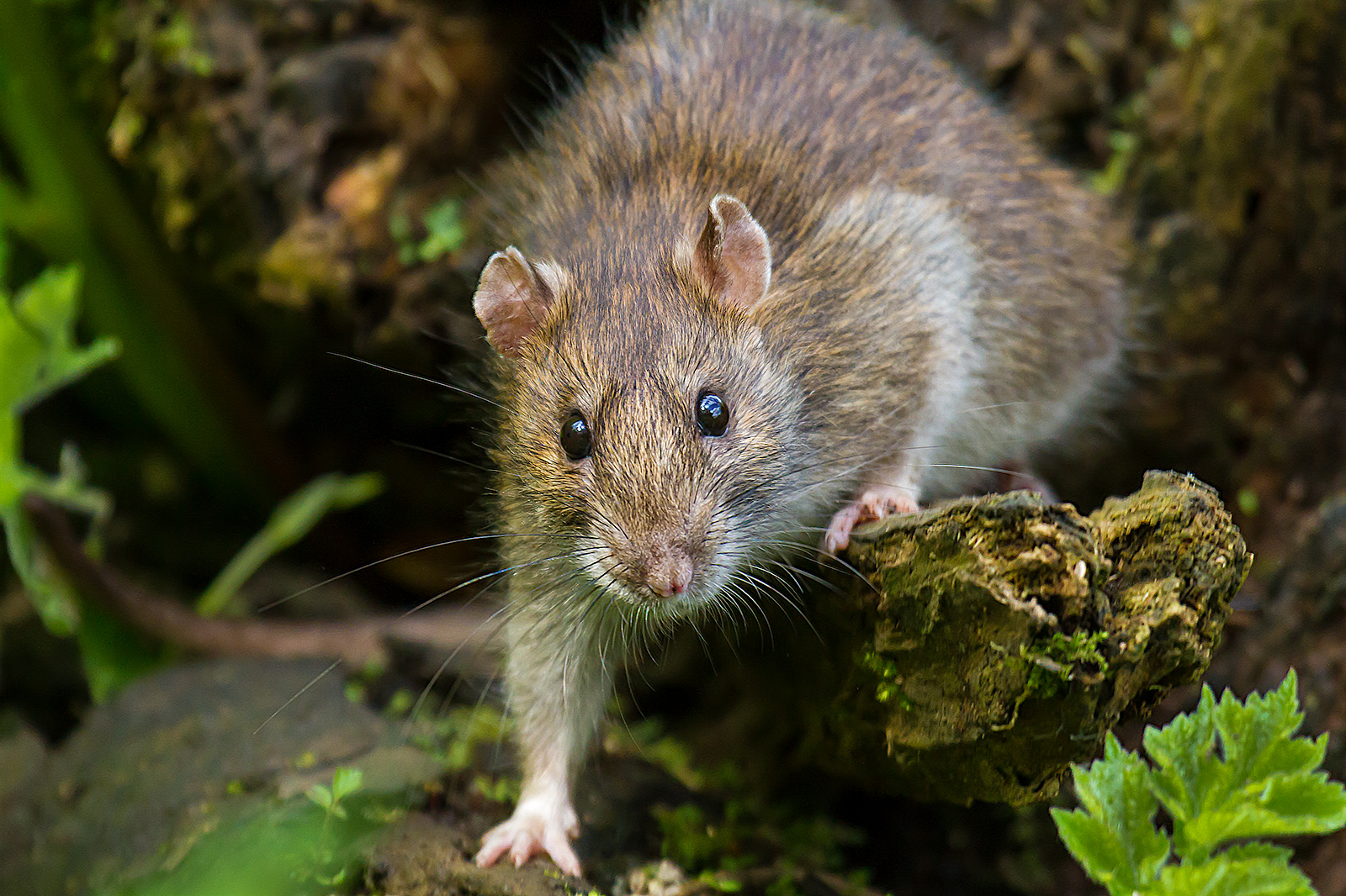 Un ejército al anochecer. La epopeya de las ratas.