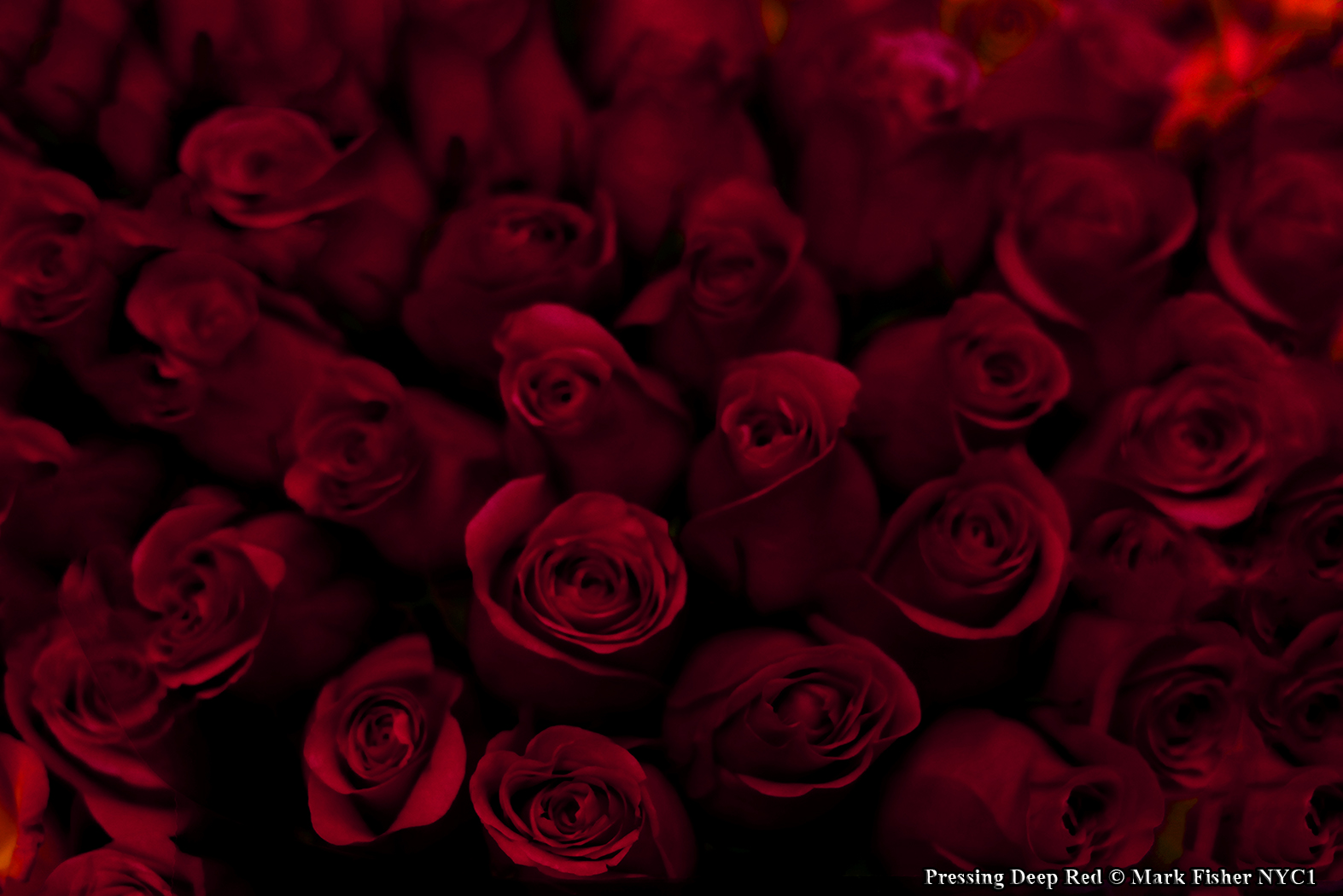 Mark Fisher's World Of Photography ™: Pressing Deep Red • American ...