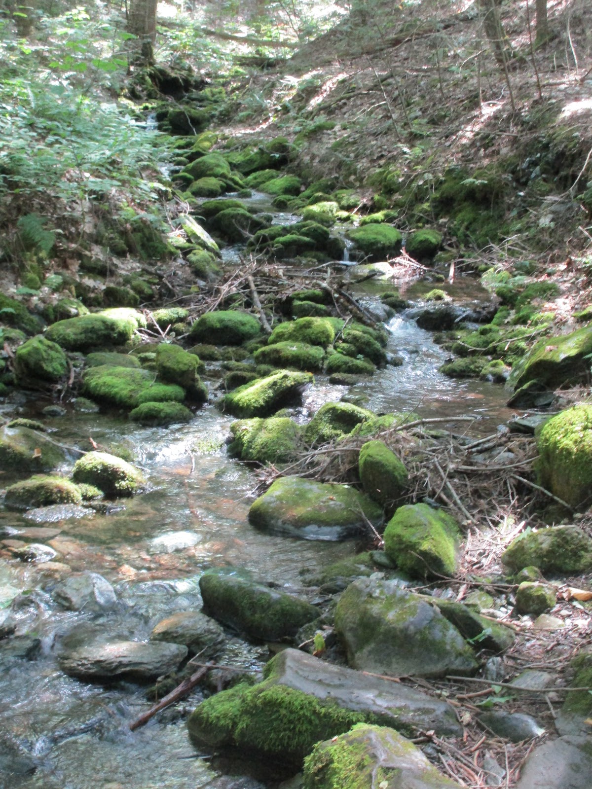 prosegarden: The Garden of the Seasons: More Than a Full Swallow from ...