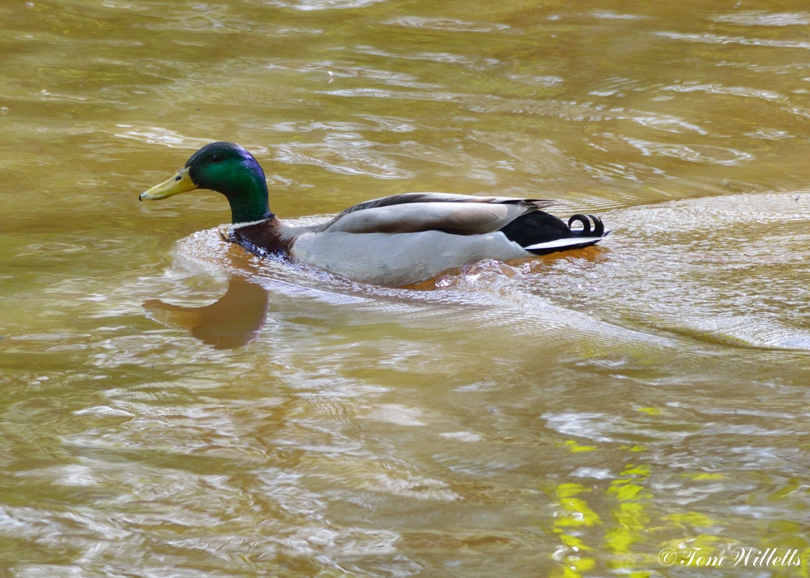 Two Black Country Birders: River Severn