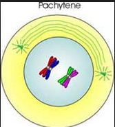 Pachytene |Genetic Engineering Info