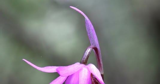 Native Orchids of the Pacific Northwest and the Canadian Rockies (and ...