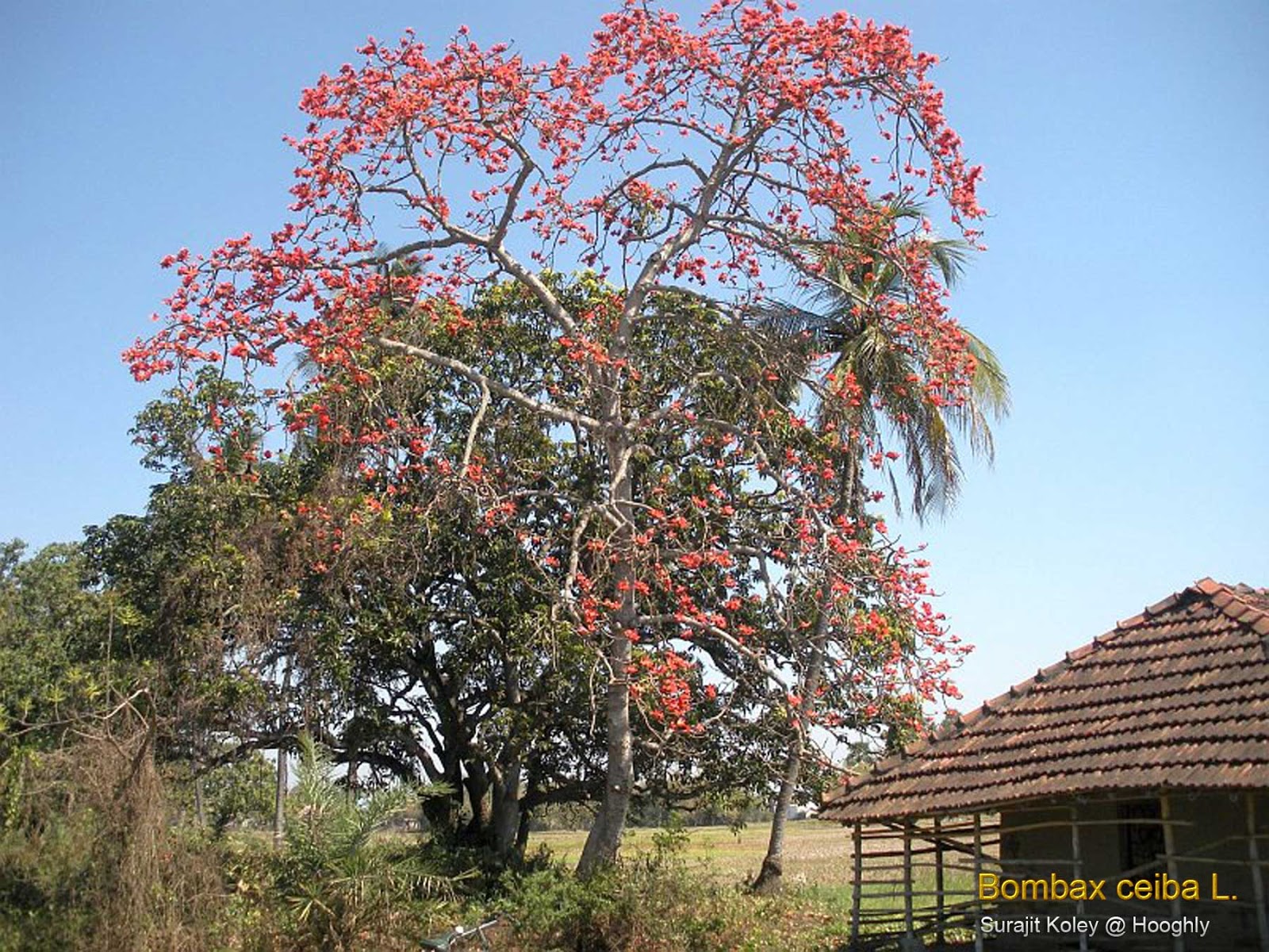 Medicinal Plants: Bombax ceiba