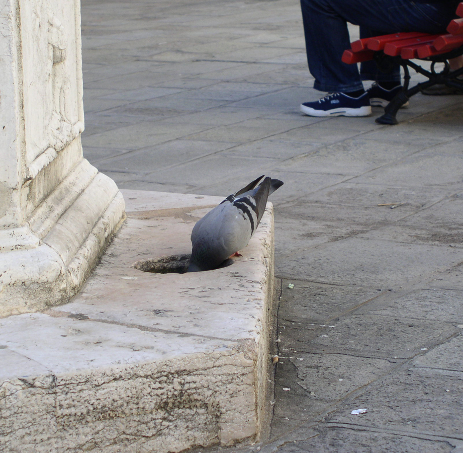 Blipadee: Animals in Venice!