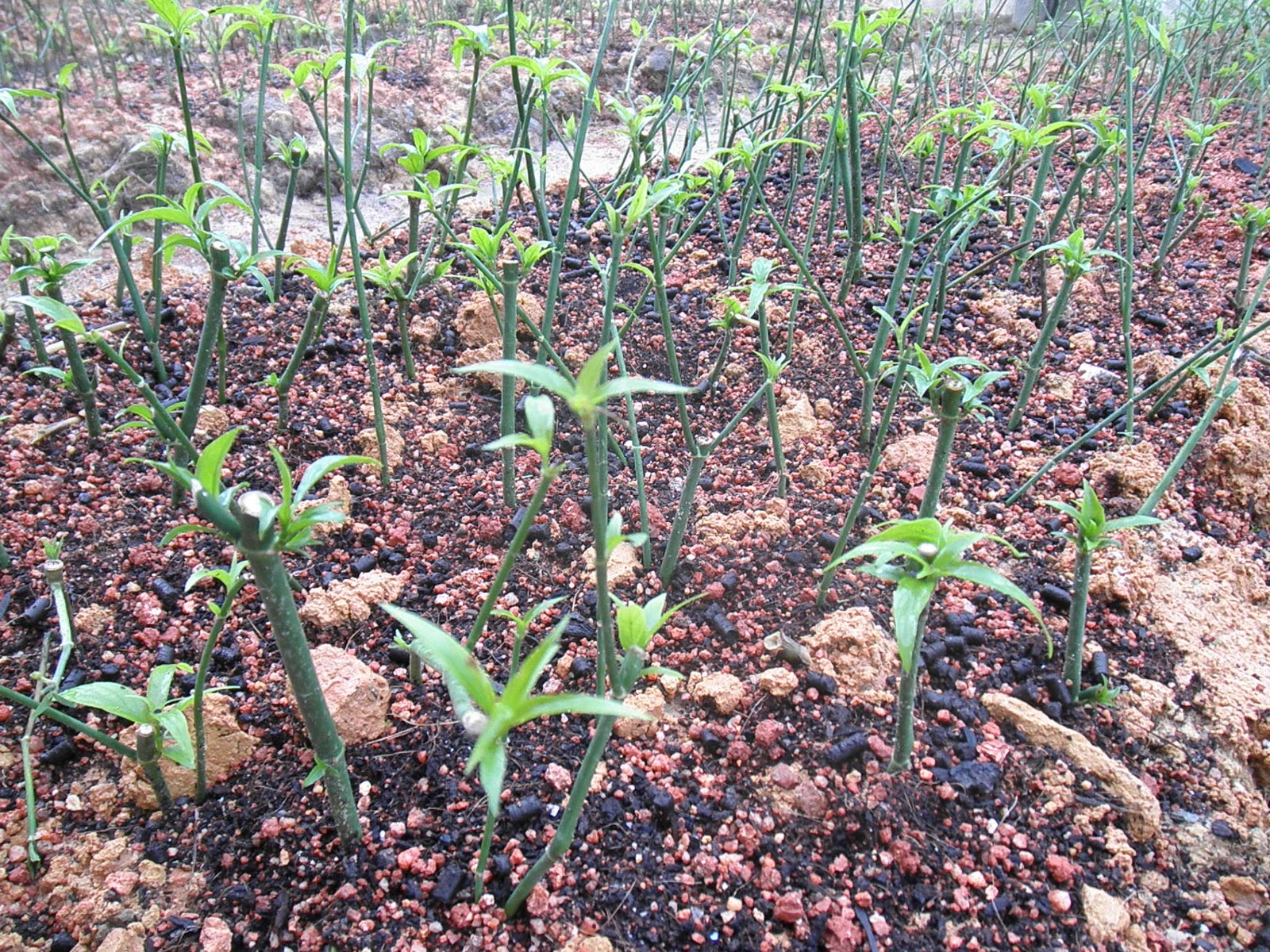 Sabah Snake Grass SSG: Photo Gallery - SSG