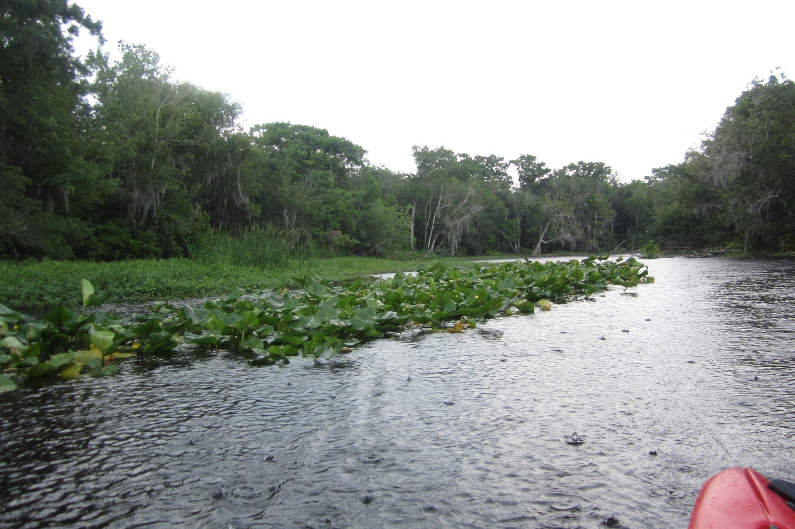 Dave's Yak Tales: Wekiva River