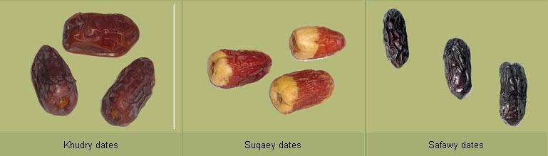 The Best Articles about Quraanic Fruits and Health: Dates