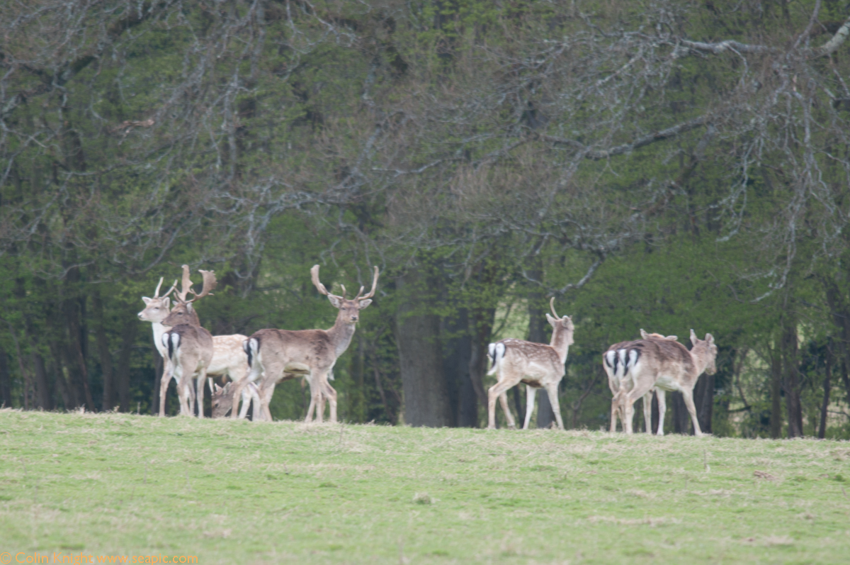Postcards from Sussex: Rewilding at Knepp Castle Estate