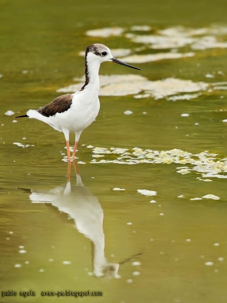 mis fotos de aves: Himantopus (himantopus) melanurus Tero Real Black ...