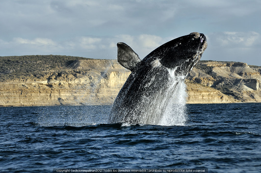 Las ballenas!! - Descubre Puerto Madryn