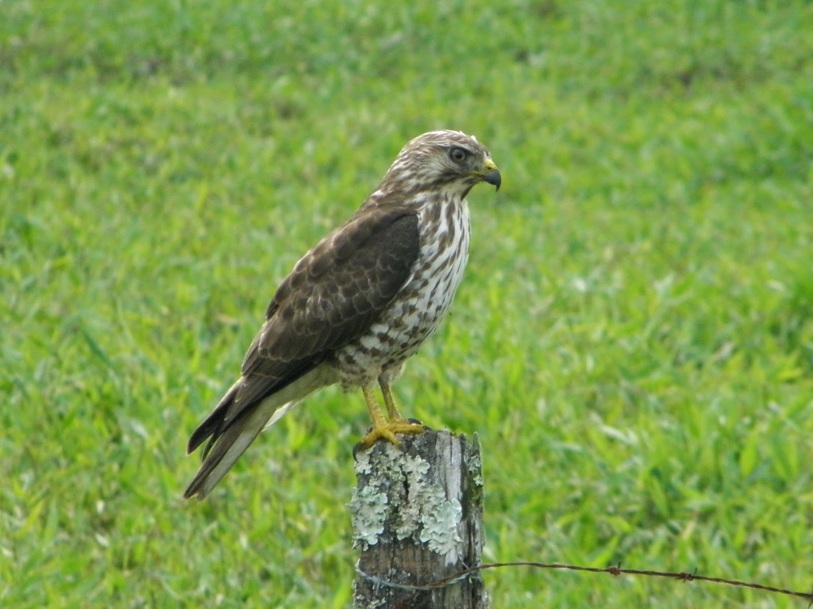 together but apart: Aves 4