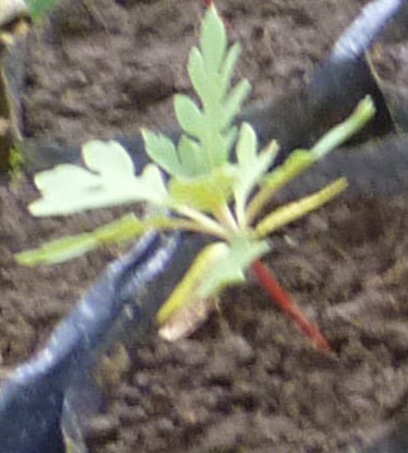 propagación del árbol trompeto (Bocconia frutescens)