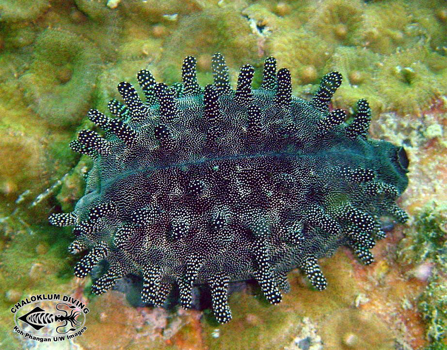 Real Monstrosities: Mole Cowry