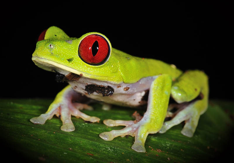 Alam Mengembang Jadi Guru: KATAK & KODOK