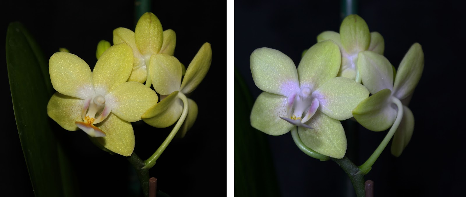 Maria's Orchids: New Orchid: Phal Gold Tris 'Desk Pot'