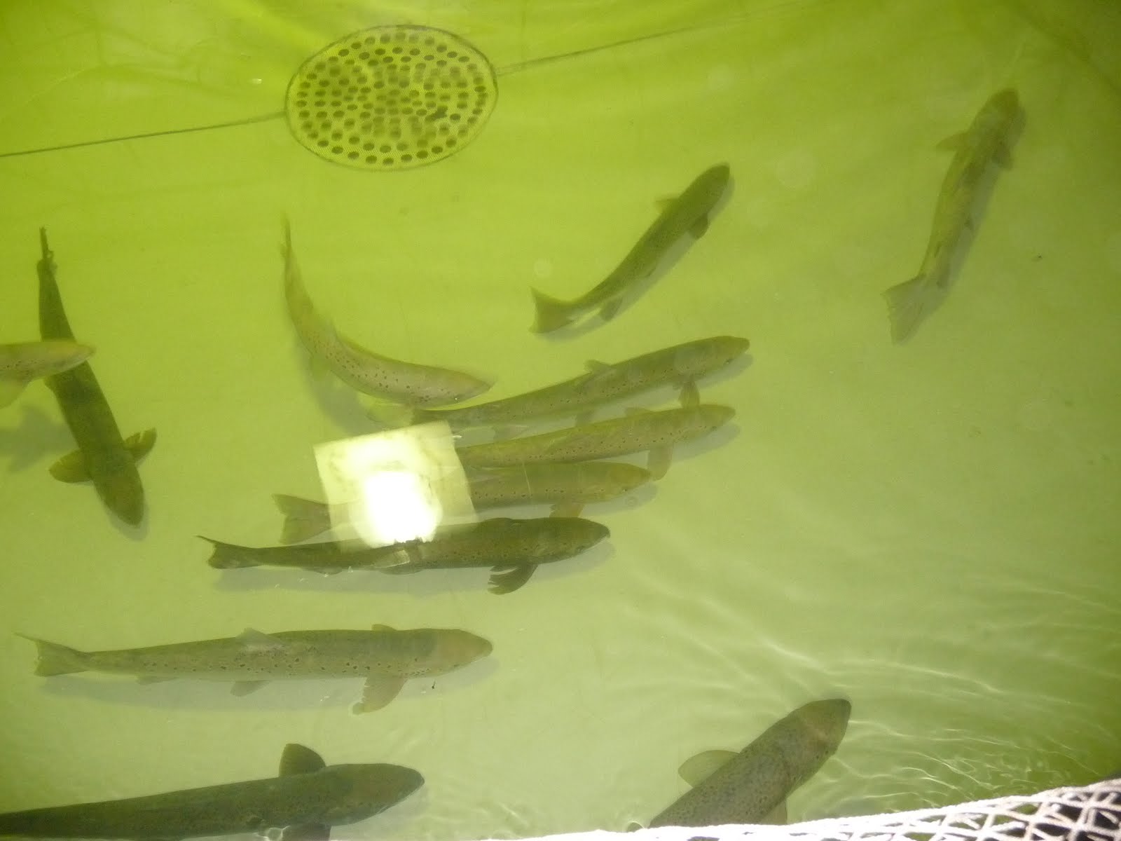 Salmon Fishing Scotland.: Salmon Fishing Scotland River Tay Hatchery ...