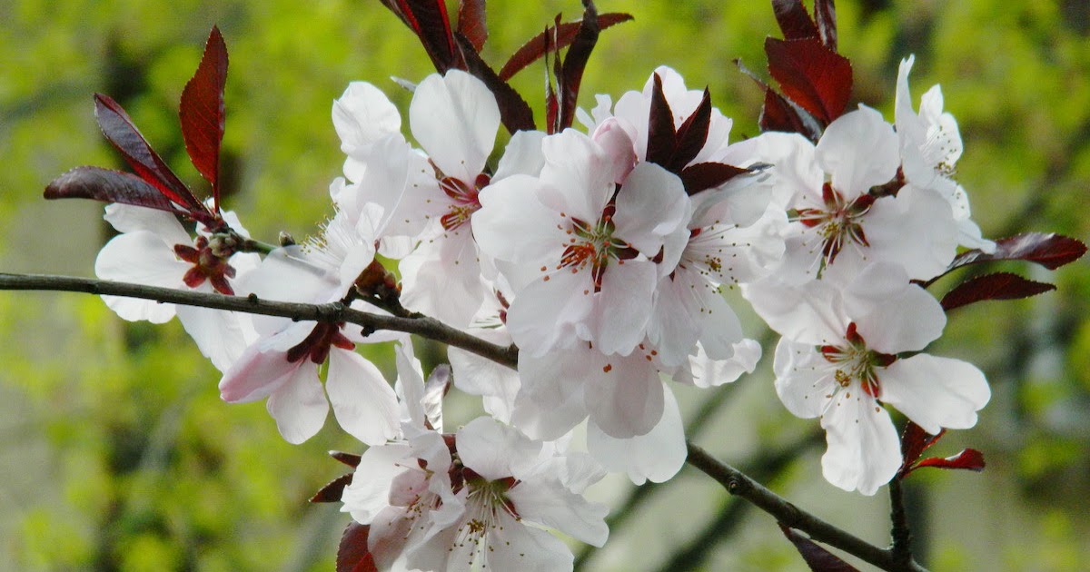 LA MULTI ANI, ROMANIA!: Diversitatea florilor de migdal
