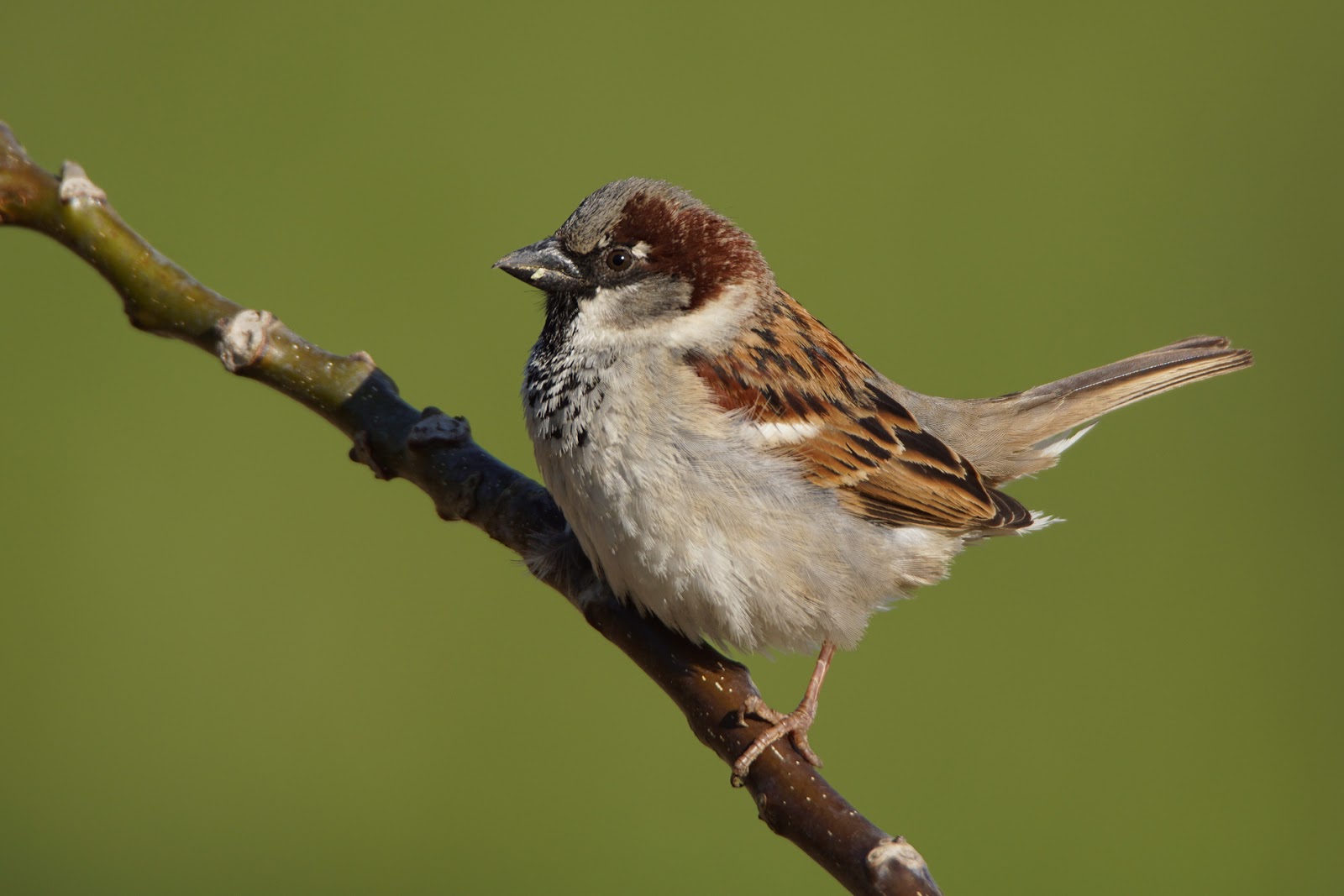 Pasión por las aves: Gorrión común.(Passer domesticus)