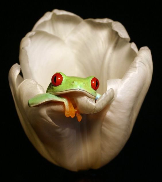 INFANTIL de GRACIA: CUENTACUENTOS EN FAMILIA: LA RANITA