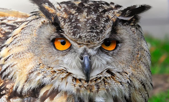 Búho real (Bubo bubo)