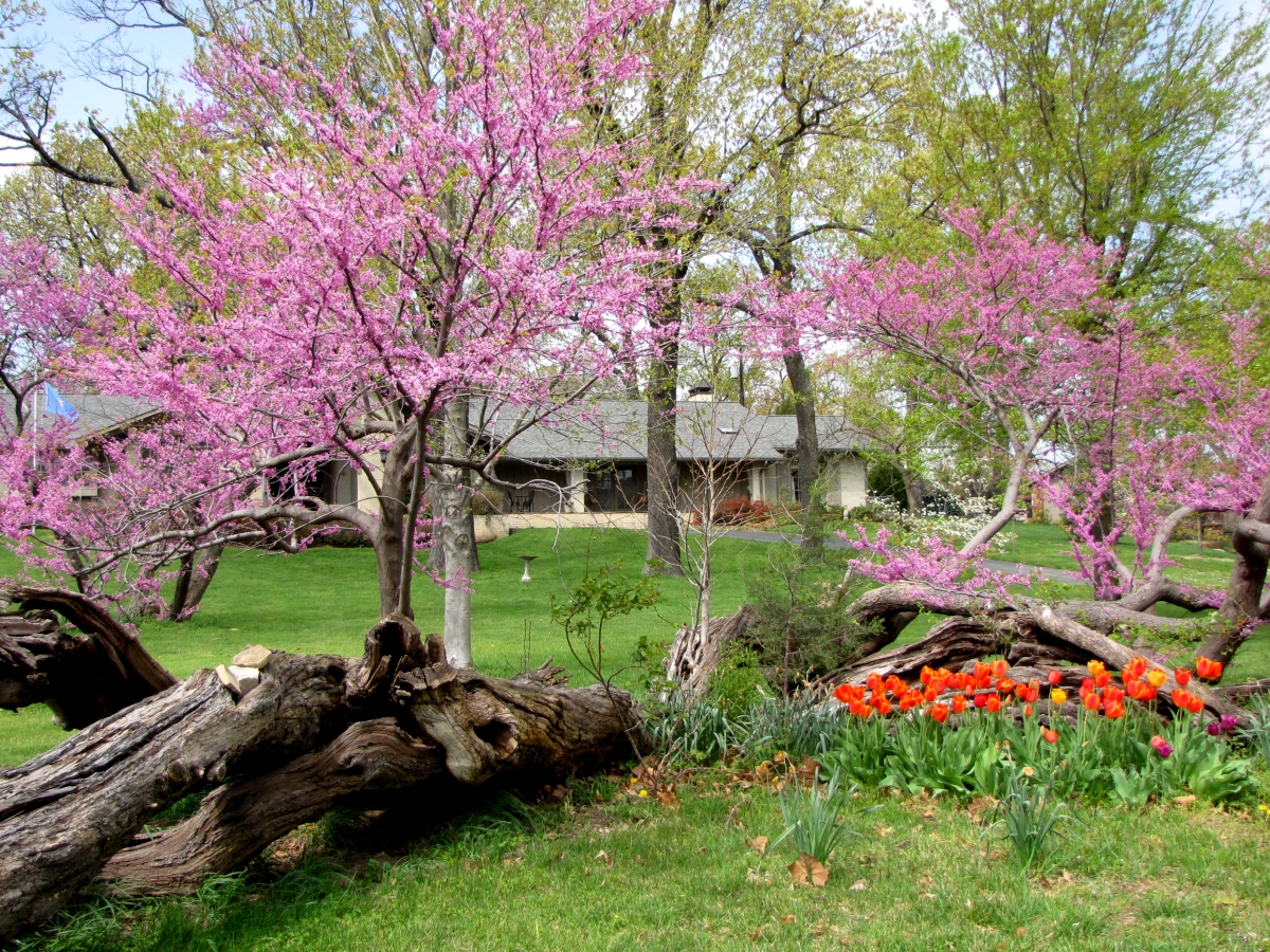 Tulsa Gentleman: Thursday Challenge - Spring: Redbuds and Tulips