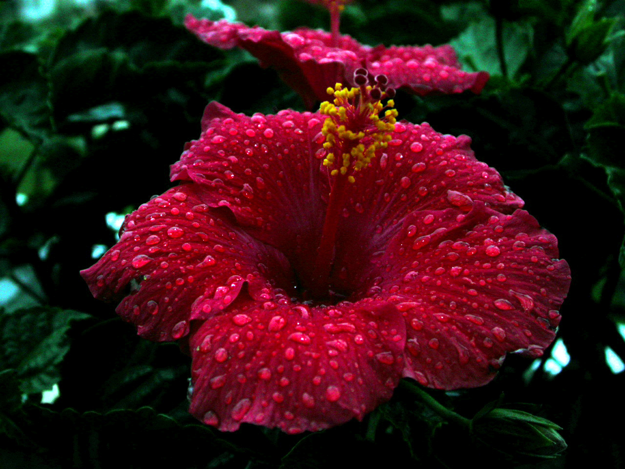 Té para el Insomnio, Colesterol alto, Presión alta