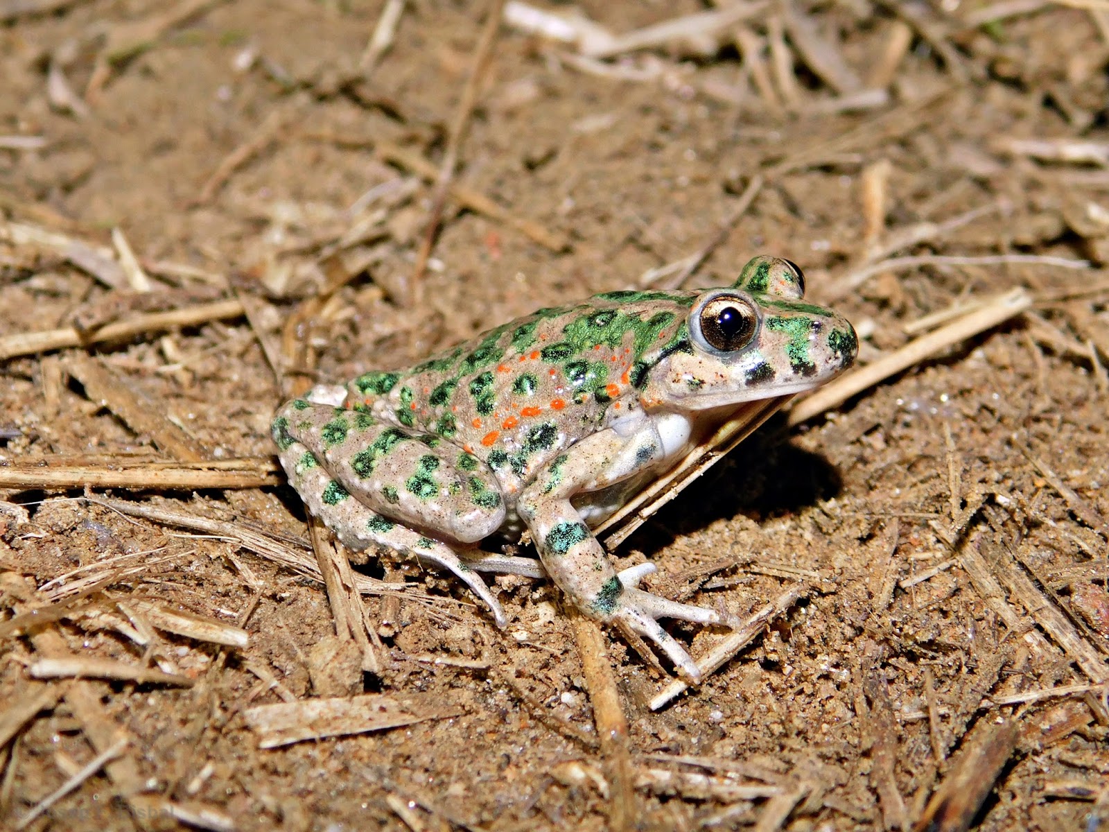 (Paleo-)Herpetología: Pelodytes punctatus - Sapillo moteado septentrional