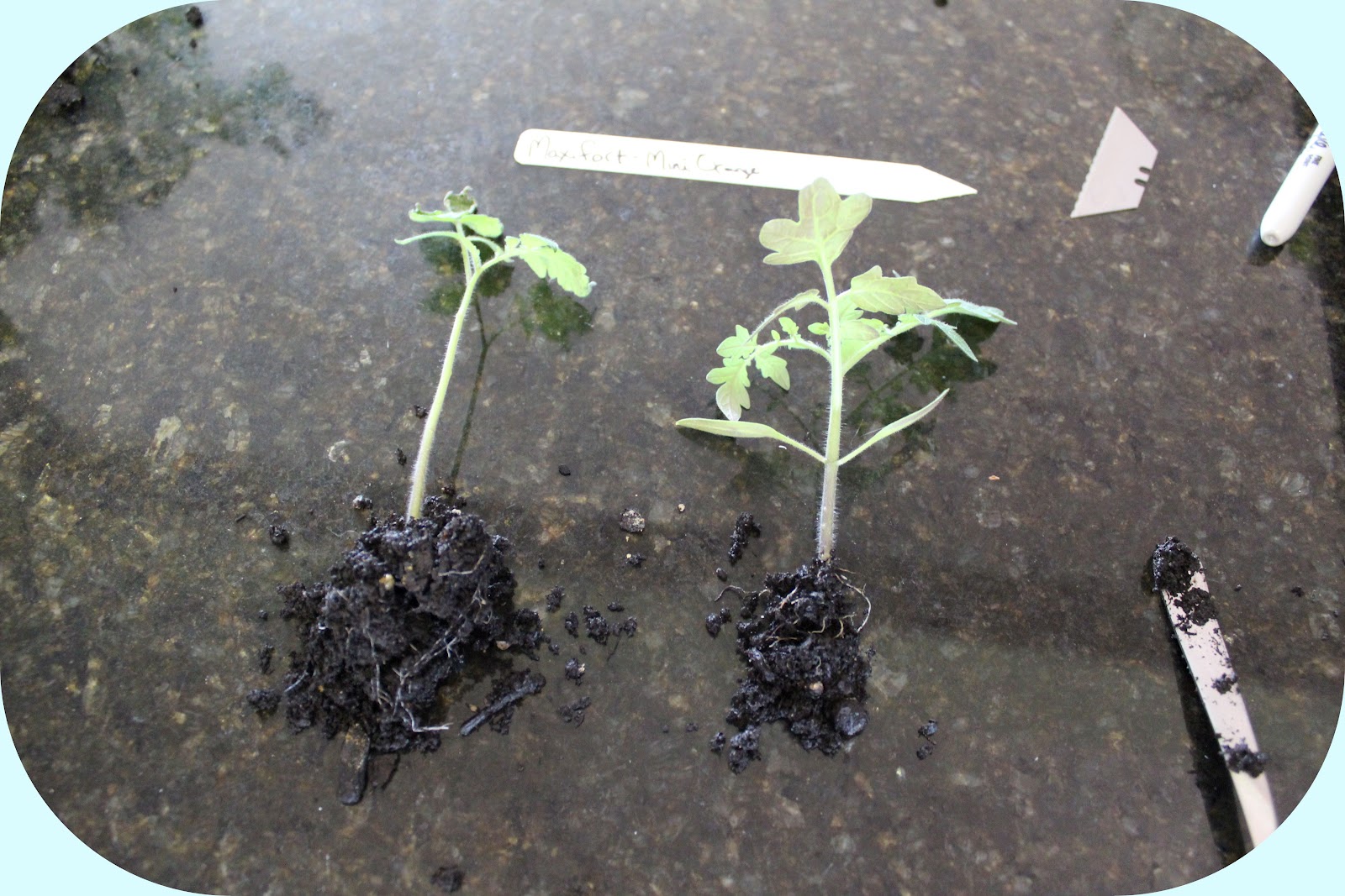 Homestead Roots: Grafting tomatoes and peppers onto Maxifort Rootstock