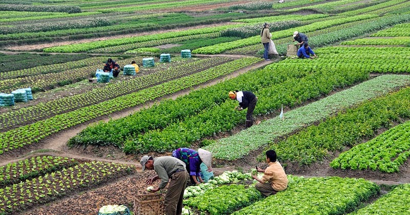PERAN AGROINDUSTRI DALAM PEMBANGUNAN EKONOMI INDONESIA