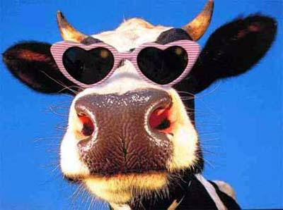 Funny Pictures Gallery: Funny Cow Pictures - mad and silly cows act ...