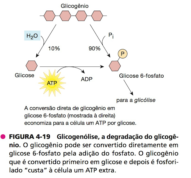 Glicogenólise, a degradação do glicogênio