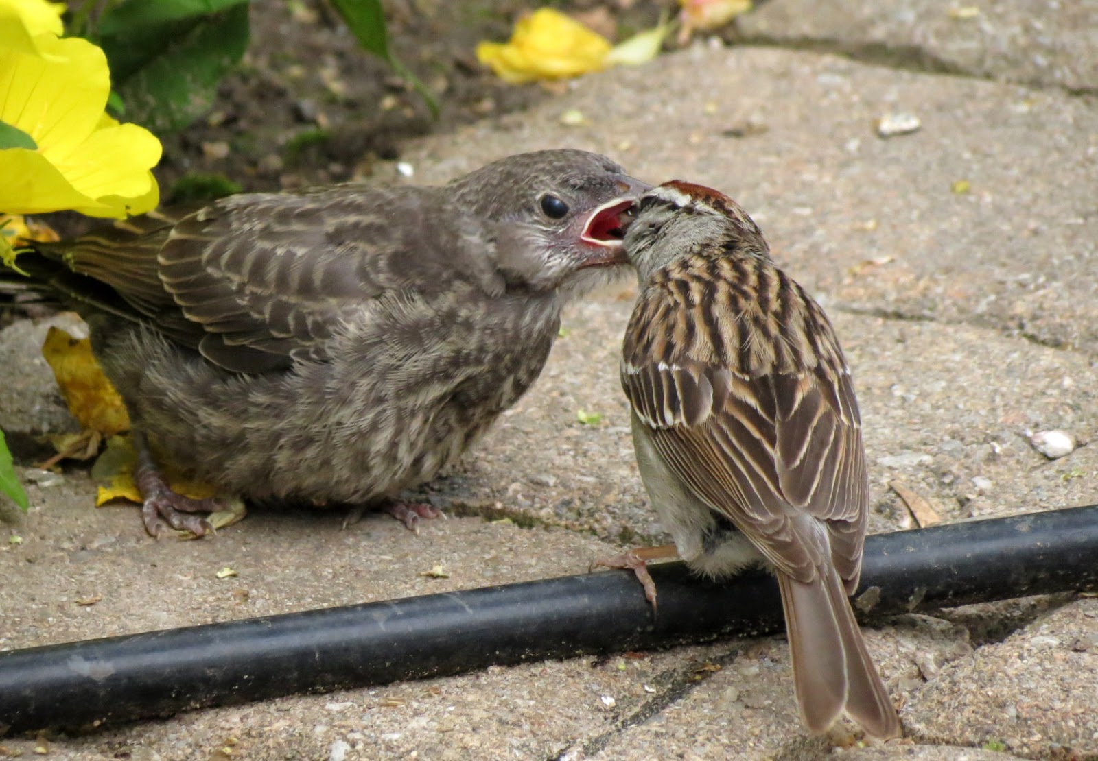 Chipping Sparrow Parenthood - Travels With Birds