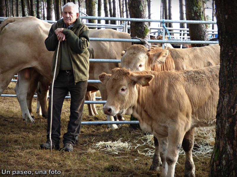 Un paseo,una foto: Feira do poldro e gando de monte 2016. Muras. Lugo