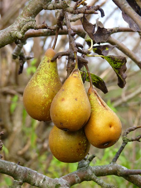 Middle of Nowhere: Green apples, golden pears