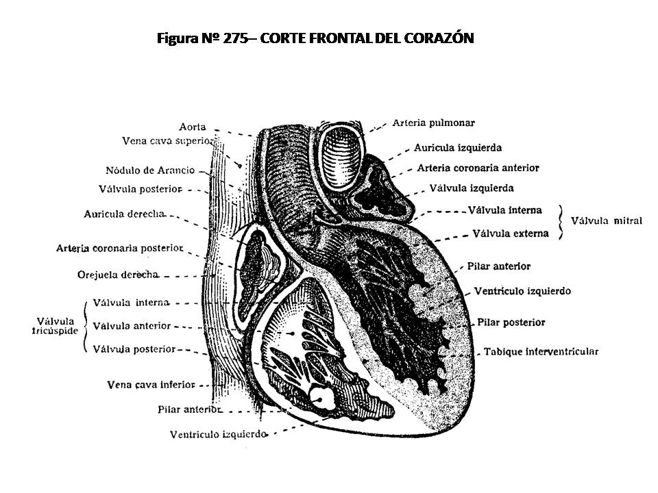 ATLAS DE ANATOMÍA HUMANA: 275. CORTE FRONTAL DEL CORAZÓN, SEGMENTO ...