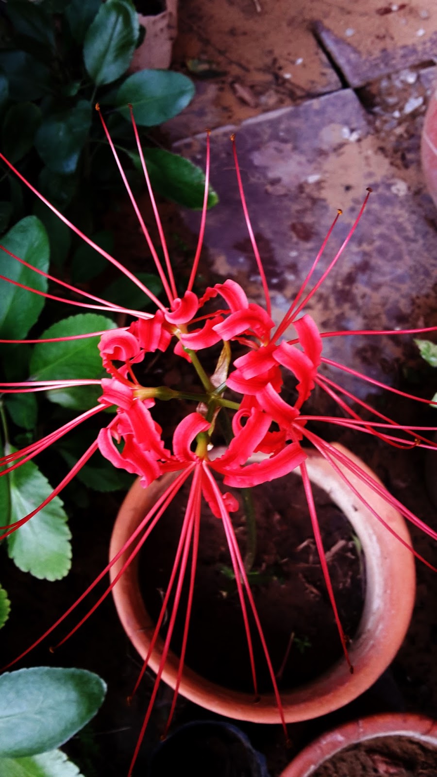 Jaipur Garden: Flowers in the Monsoon