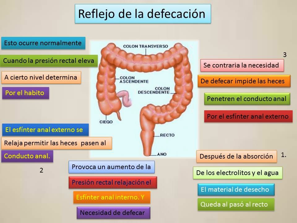 fisiologia basica de Antonio Nuñez: Reflejo de la defecación