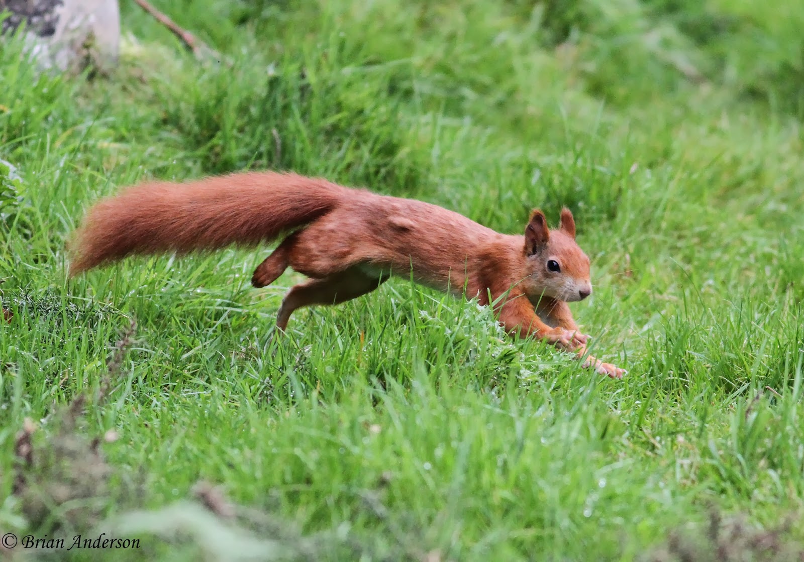 Brian's birding blog: British Wildlife Centre Red Squirrels