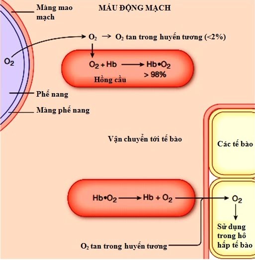 Các dạng vận chuyển khí Oxi và Cacbonic trong máu