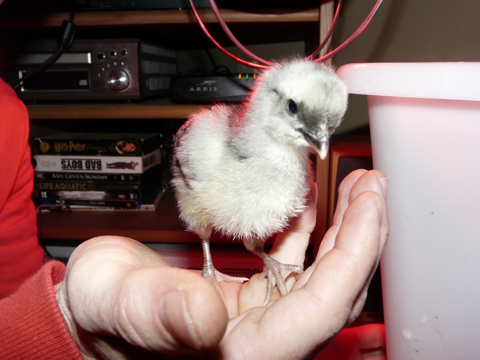ZigZags and Blossoming.......: Chicks of Paradise- Backyard Chickens