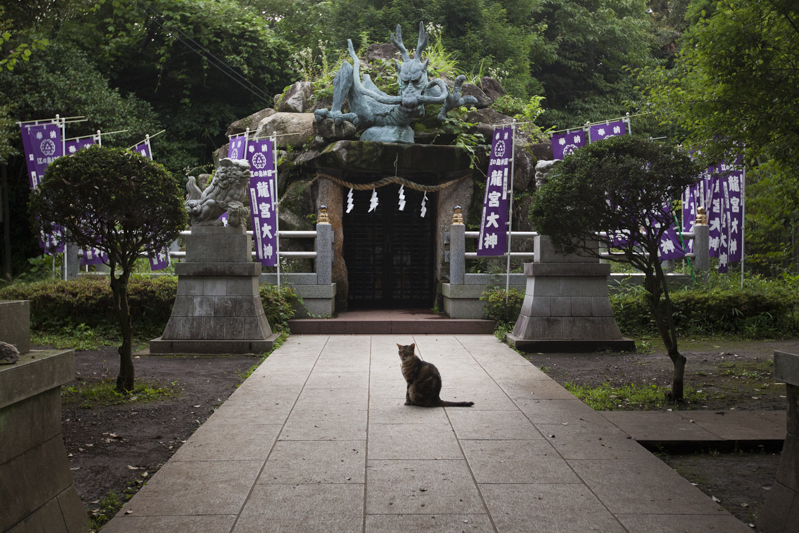 Naomi Stevens Elliott: Enoshima Island: cats and legends