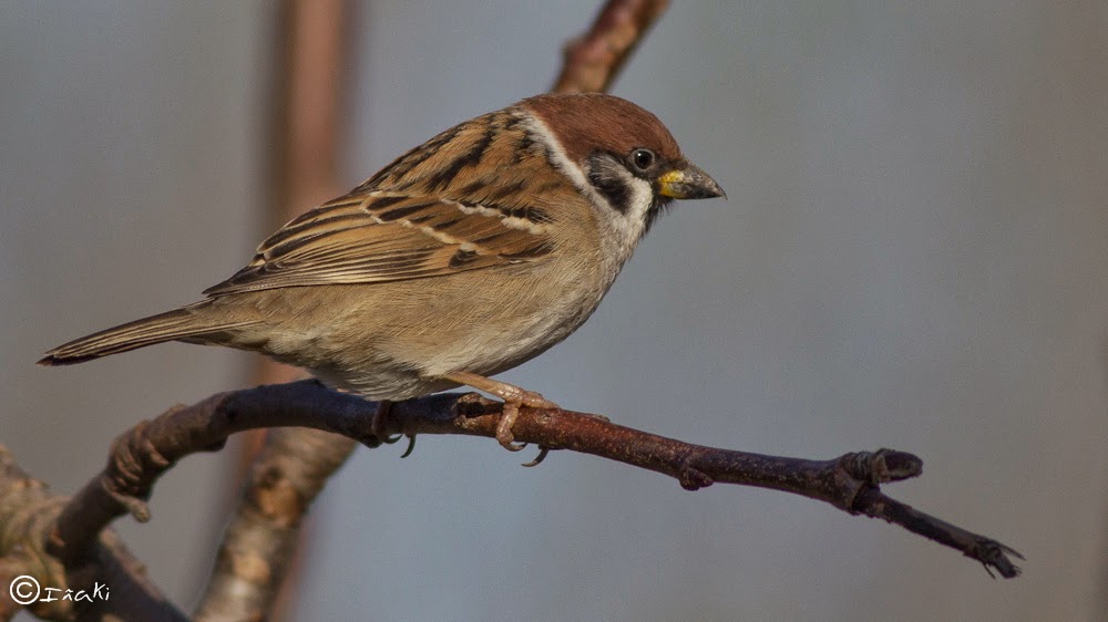 Nosoloaves - Aves del mundo (Birds of the world): Gorrion Molinero ...