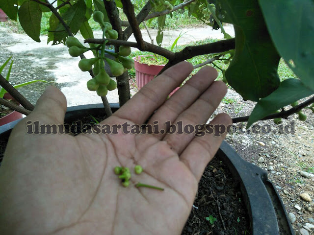 Inilah Penyebab Kenapa Bunga Jambu Air Sering Rontok