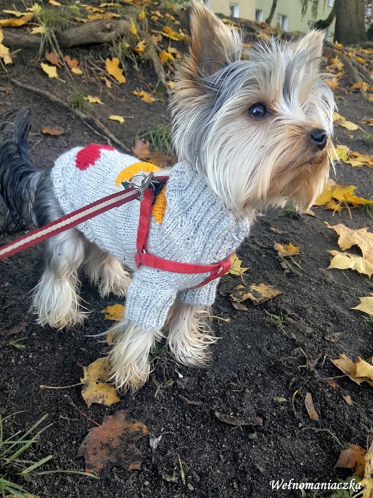 Wełnomaniaczka: Ubranko dla yorka