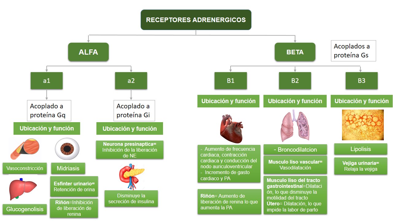 RECEPTORES ADRENERGICOS