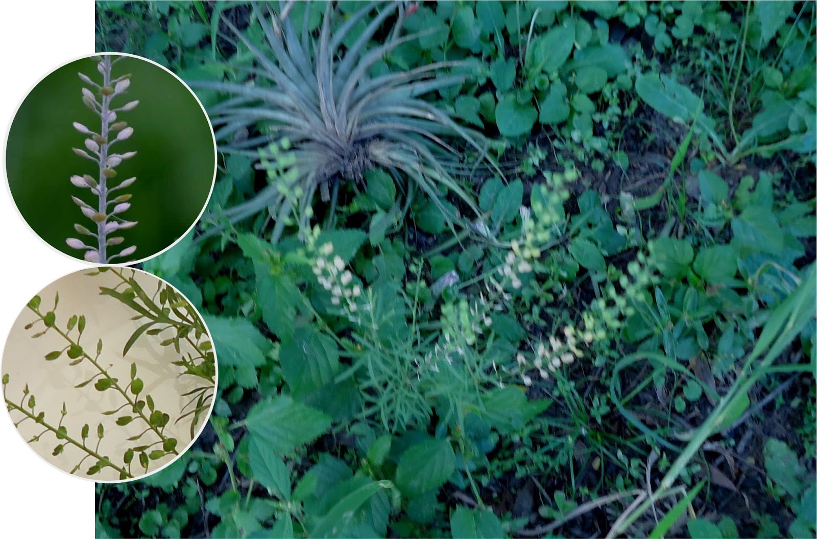 v e r d e c h a c o: Mastuerzo / Hierba de la pimienta / Quimpe