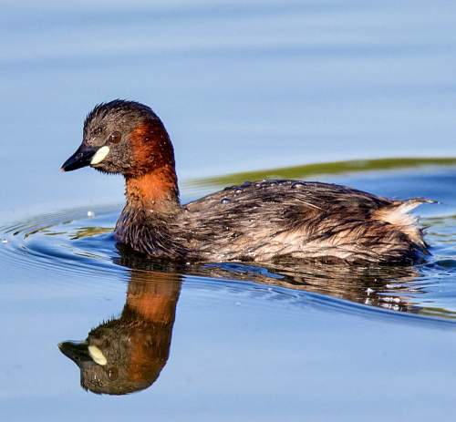 Little grebe photos | Birds of India | Bird World