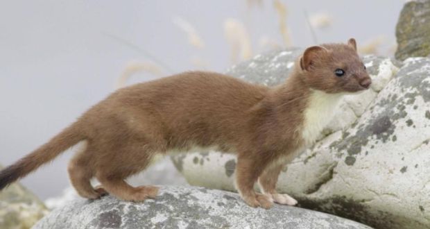 Abe's Animals: Stoat subspecies from the Wikipedia with the pictures